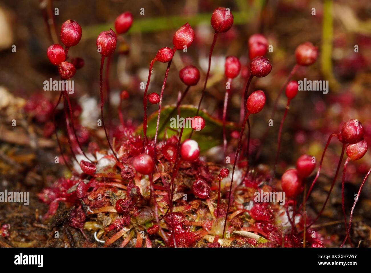 Colony of the pygmy sundew (Drosera pygmaea) with multiple plants and ...