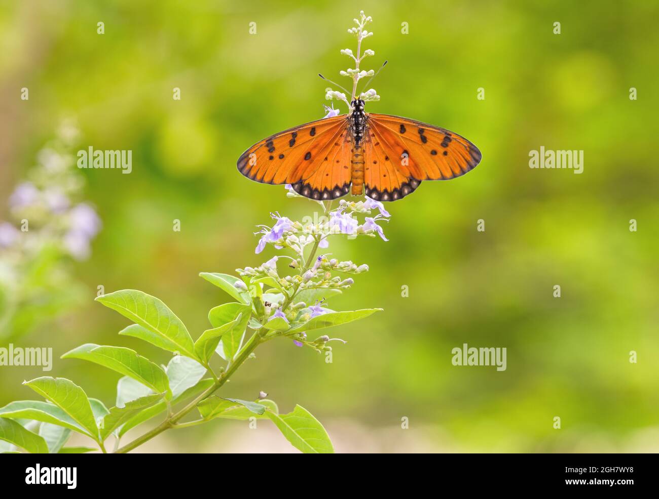 Indian privet hi-res stock photography and images - Alamy