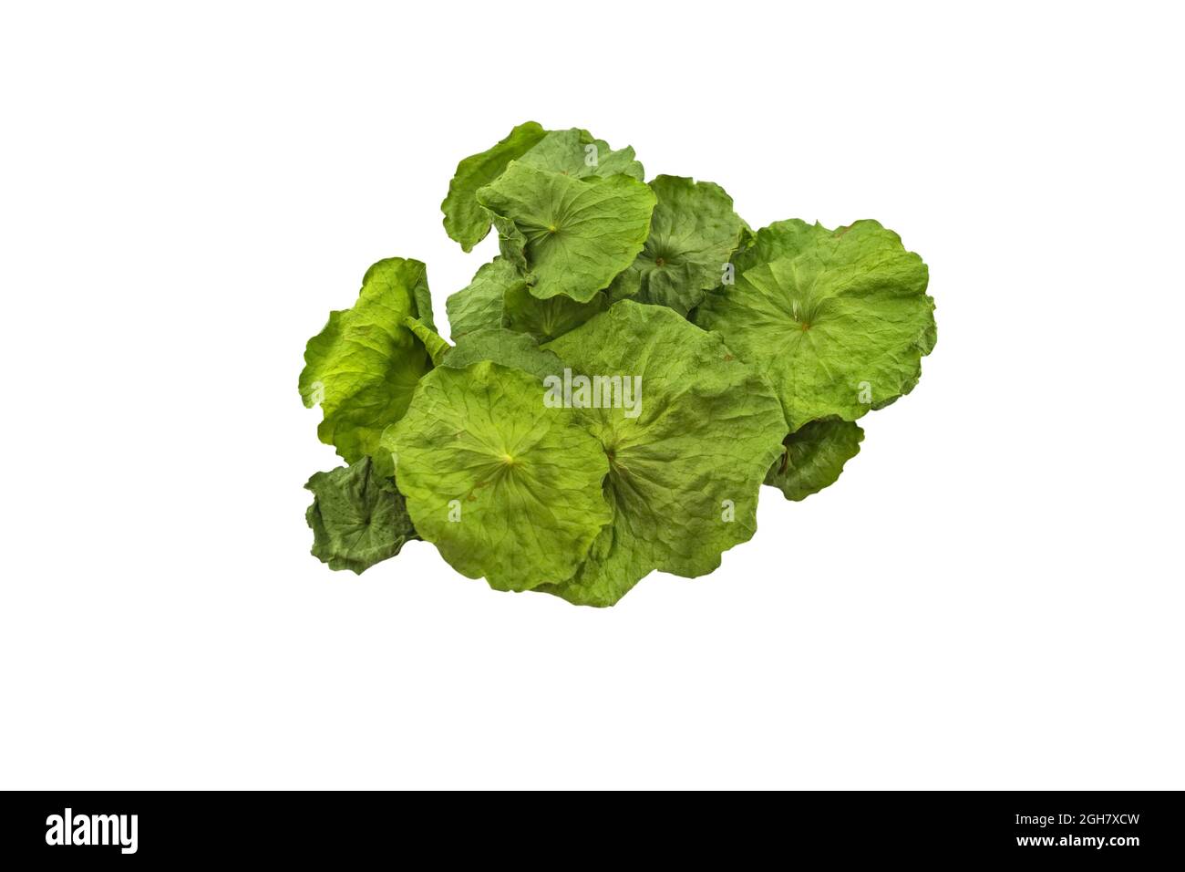 Hydrocotyle umbellata plant Cut Out Stock Images & Pictures - Alamy