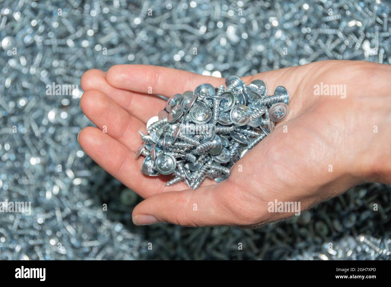 Hand holding silver metal screws on a background of various gray screws ...