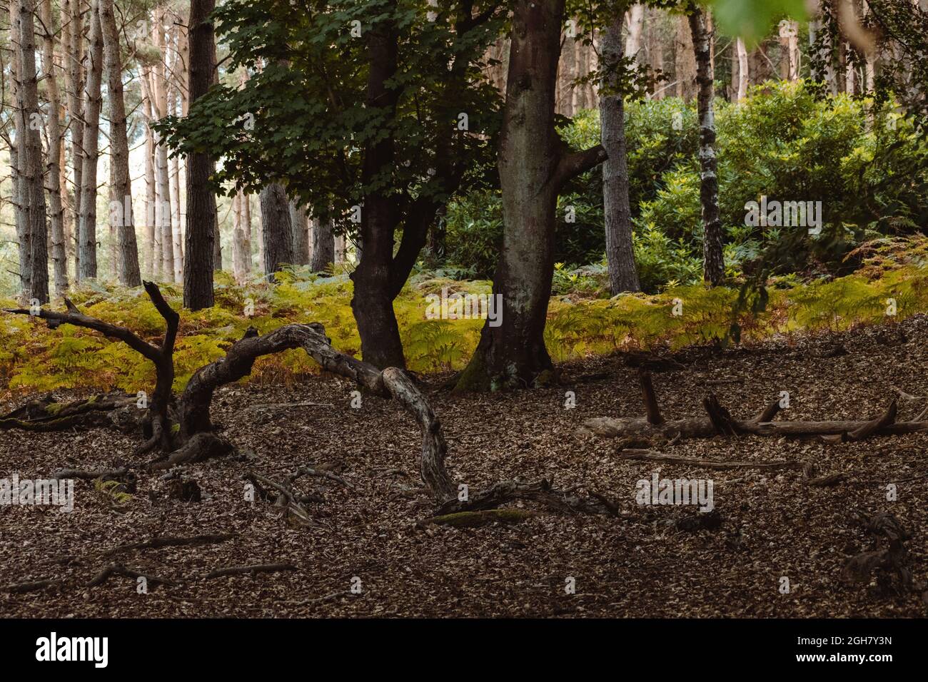 Conifer forest hi-res stock photography and images - Alamy