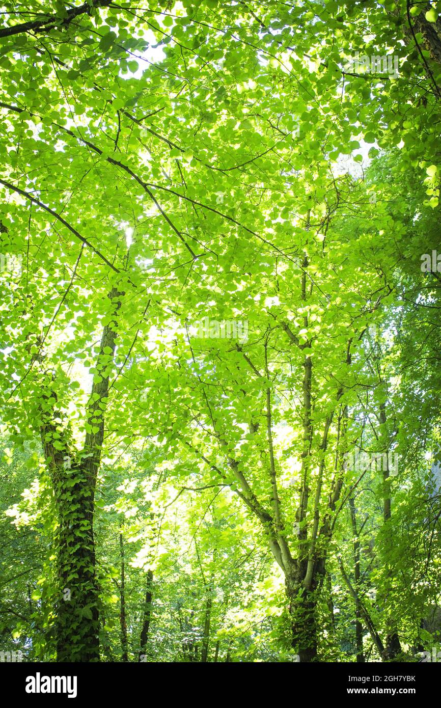 Trees with very green leaves in a forest. No people Stock Photo - Alamy