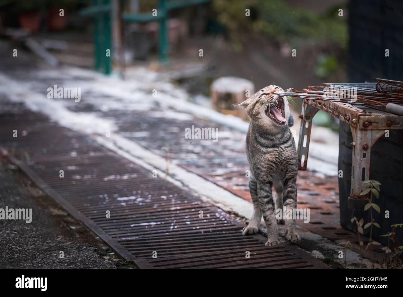 Homeless cat walking city hi-res stock photography and images - Alamy