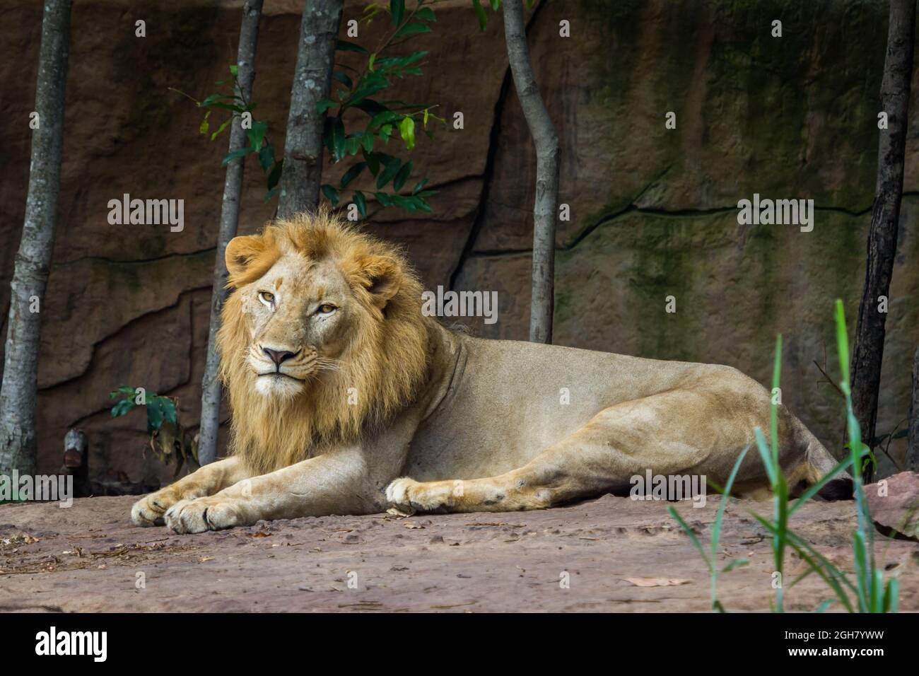 African lion resting on the ground Stock Photo - Alamy