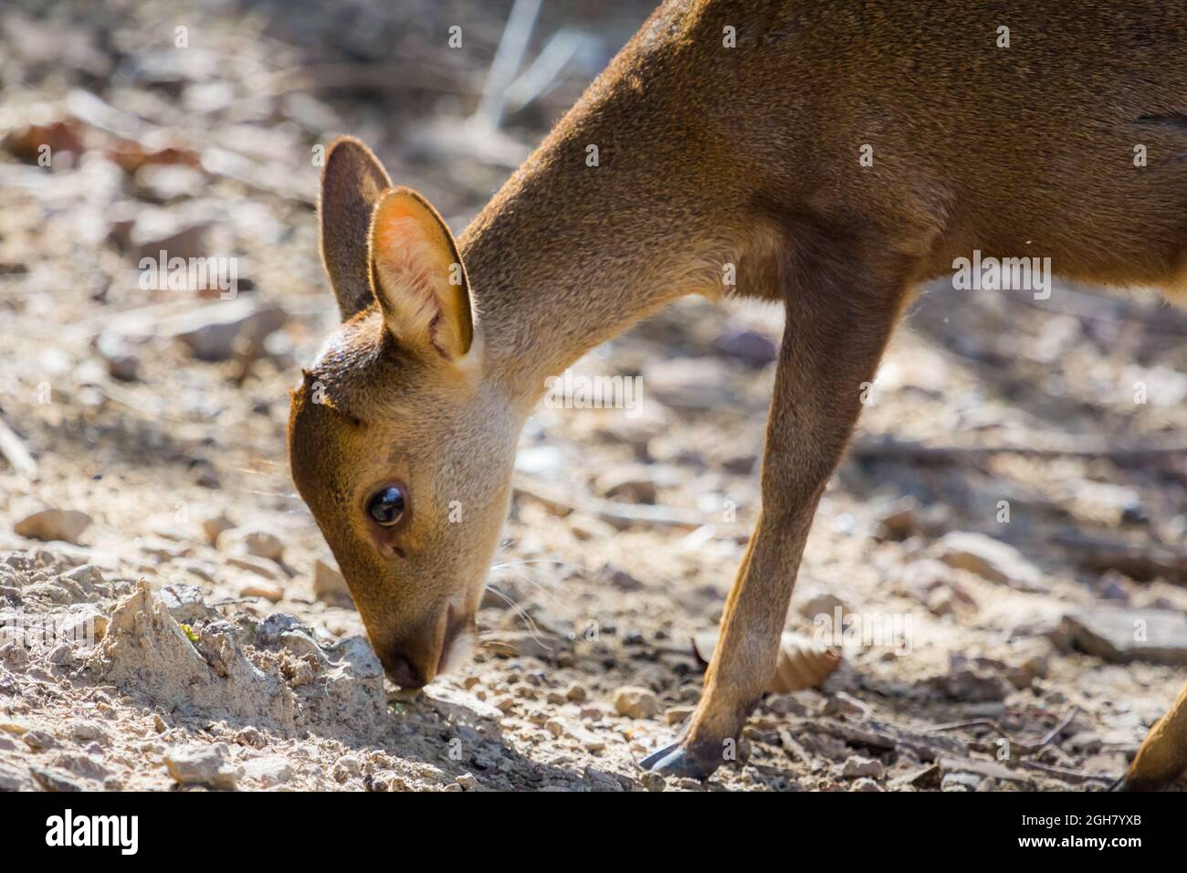 Little deer in soft hi-res stock photography and images - Alamy