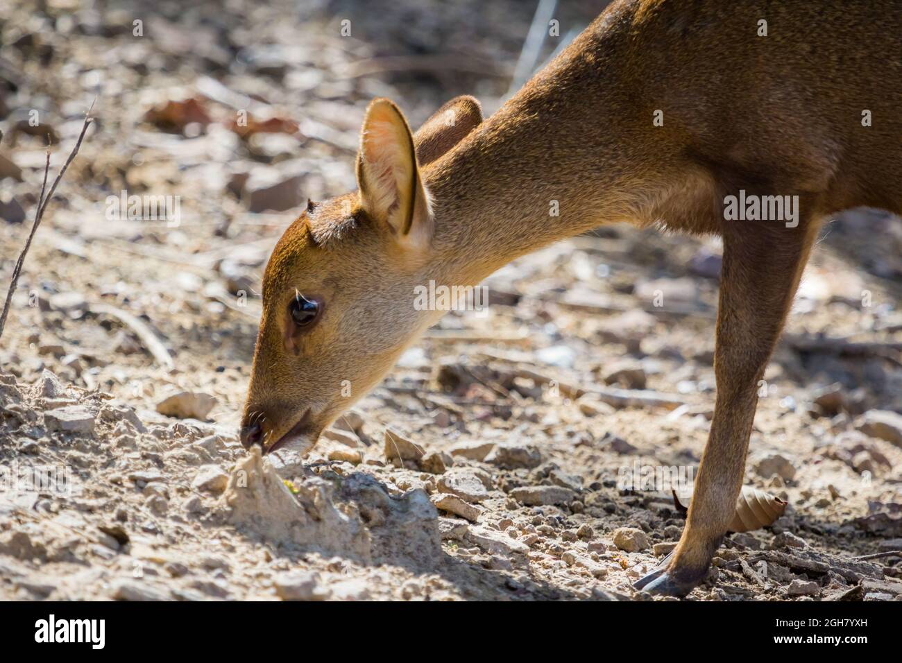 Little deer in soft hi-res stock photography and images - Alamy