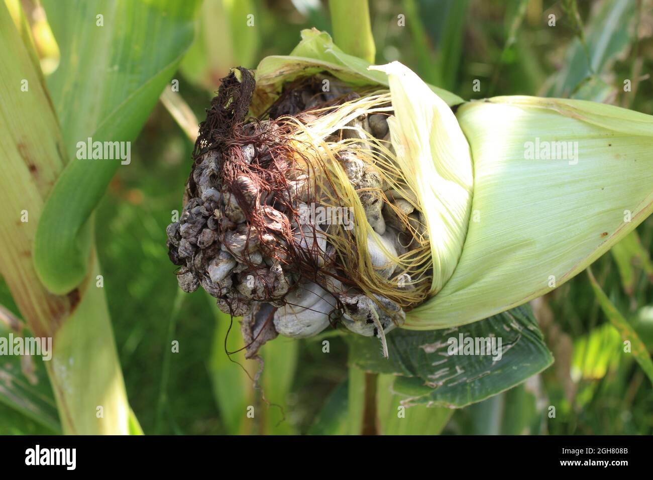 Corn smut hi-res stock photography and images - Alamy