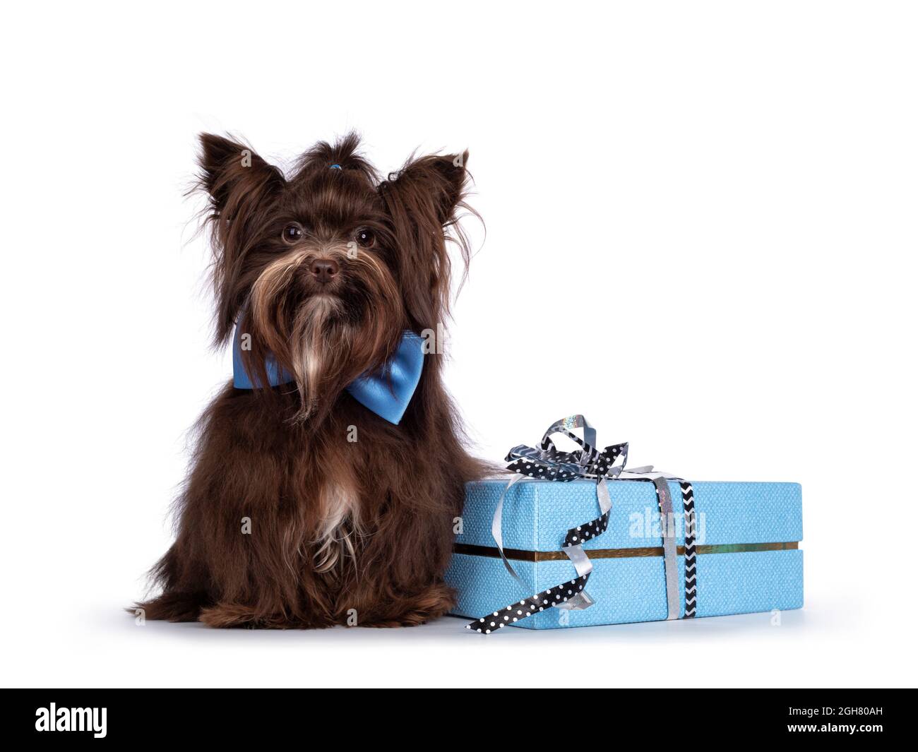 Cute little 1 year old dark brown Yorkshire Terrier dog, wearing blue ...