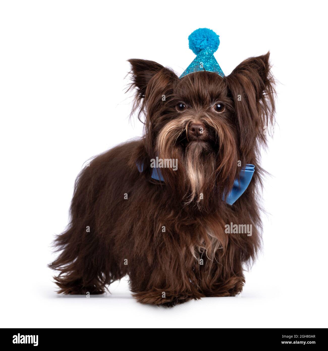Blue And Tan Yorkshire Terrier