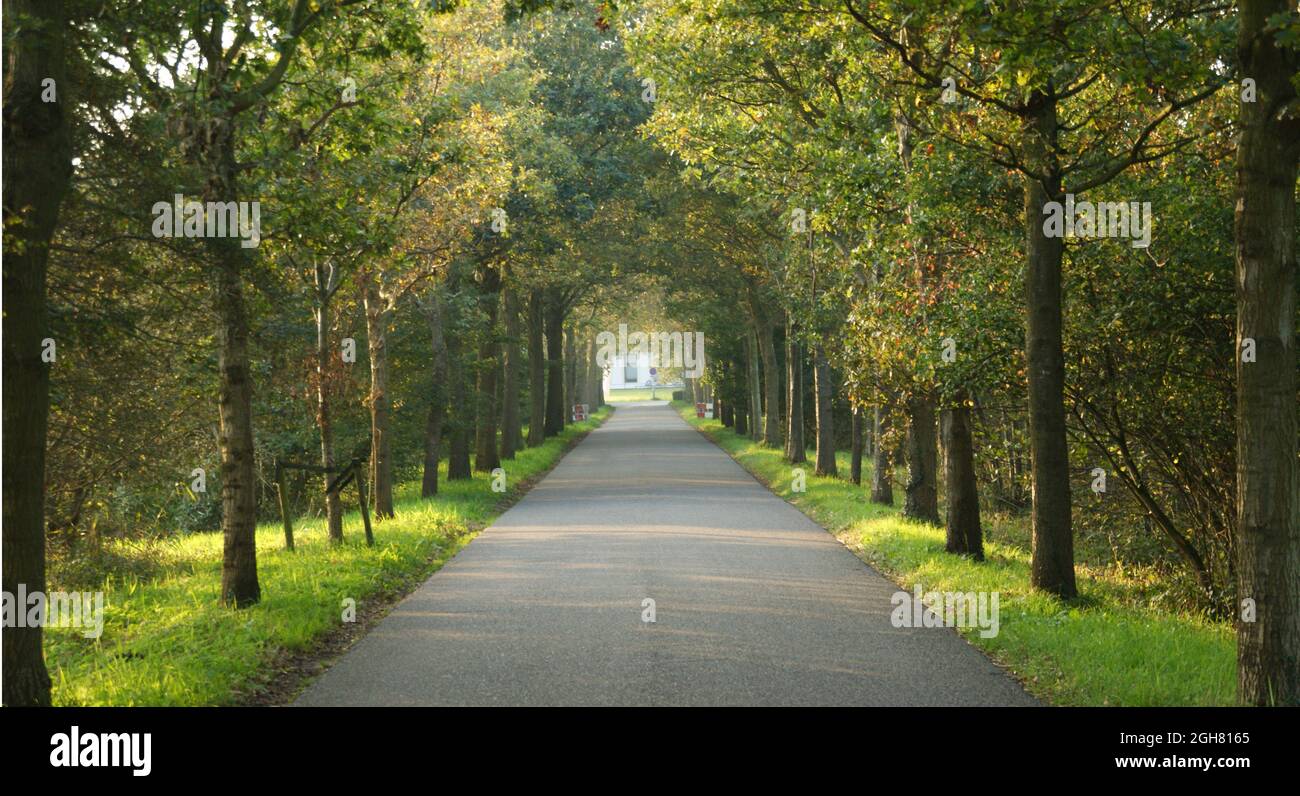 Beautiful empty, tree tunnel at a park in Zandvoort, the Netherlands ...