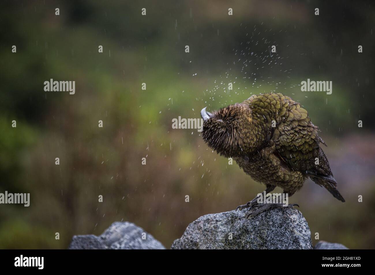 Kea-the world's only alpine parrot shaking the rain off its feathers in ...