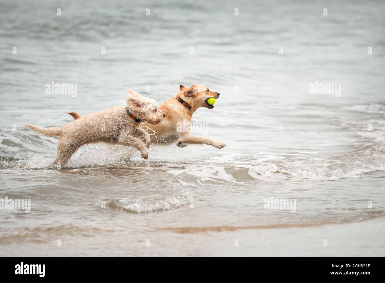 Dogs chasing a ball hi-res stock photography and images - Alamy