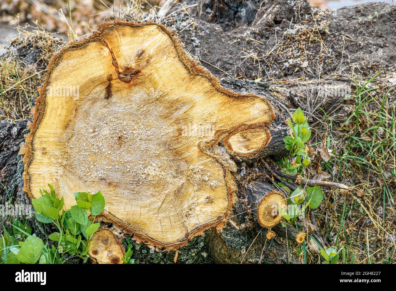 Top view of a tree stump with greenery on the ground Stock Photo - Alamy