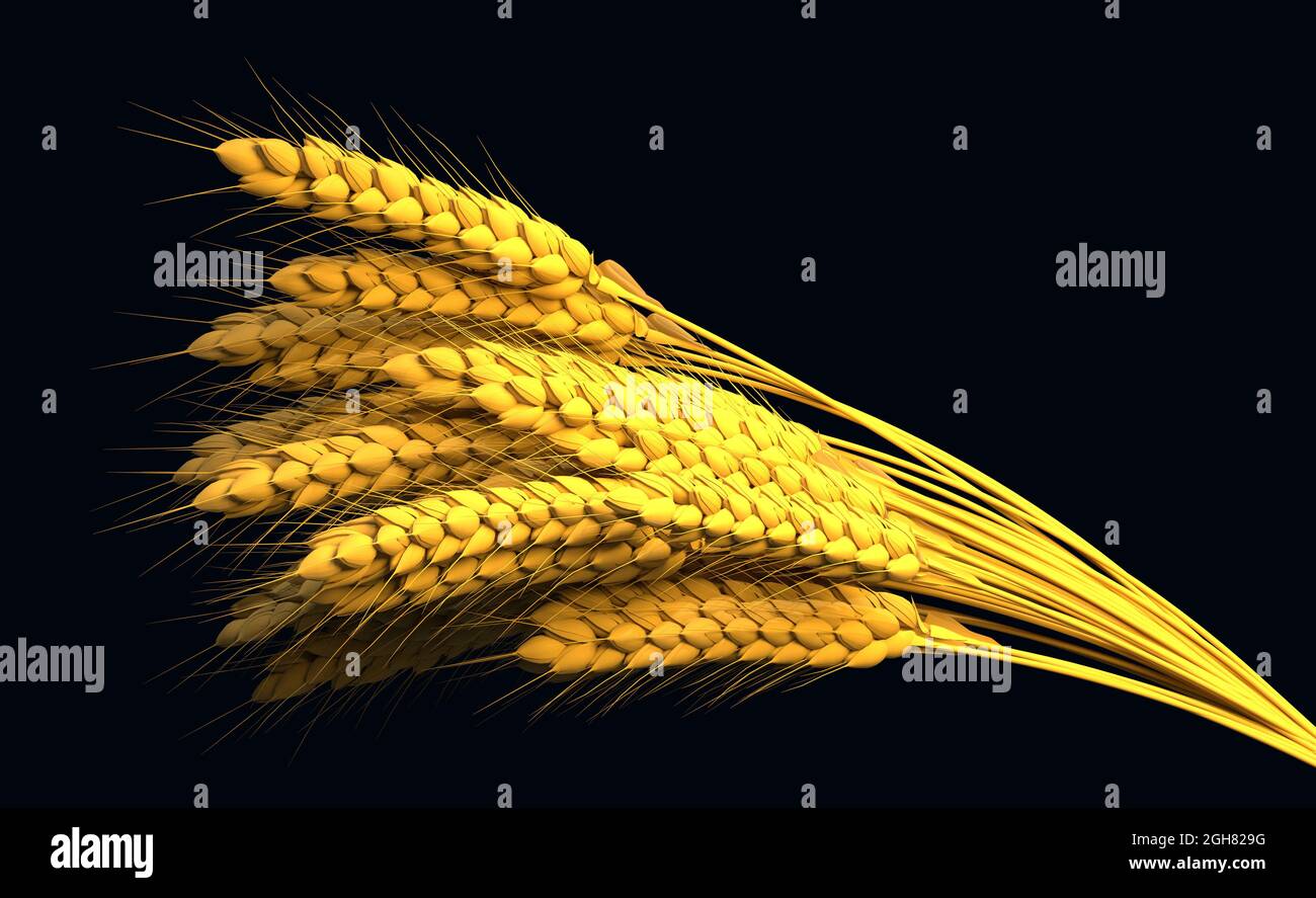 golden rye bundle, rural harvest isolated - nature 3D rendering Stock ...