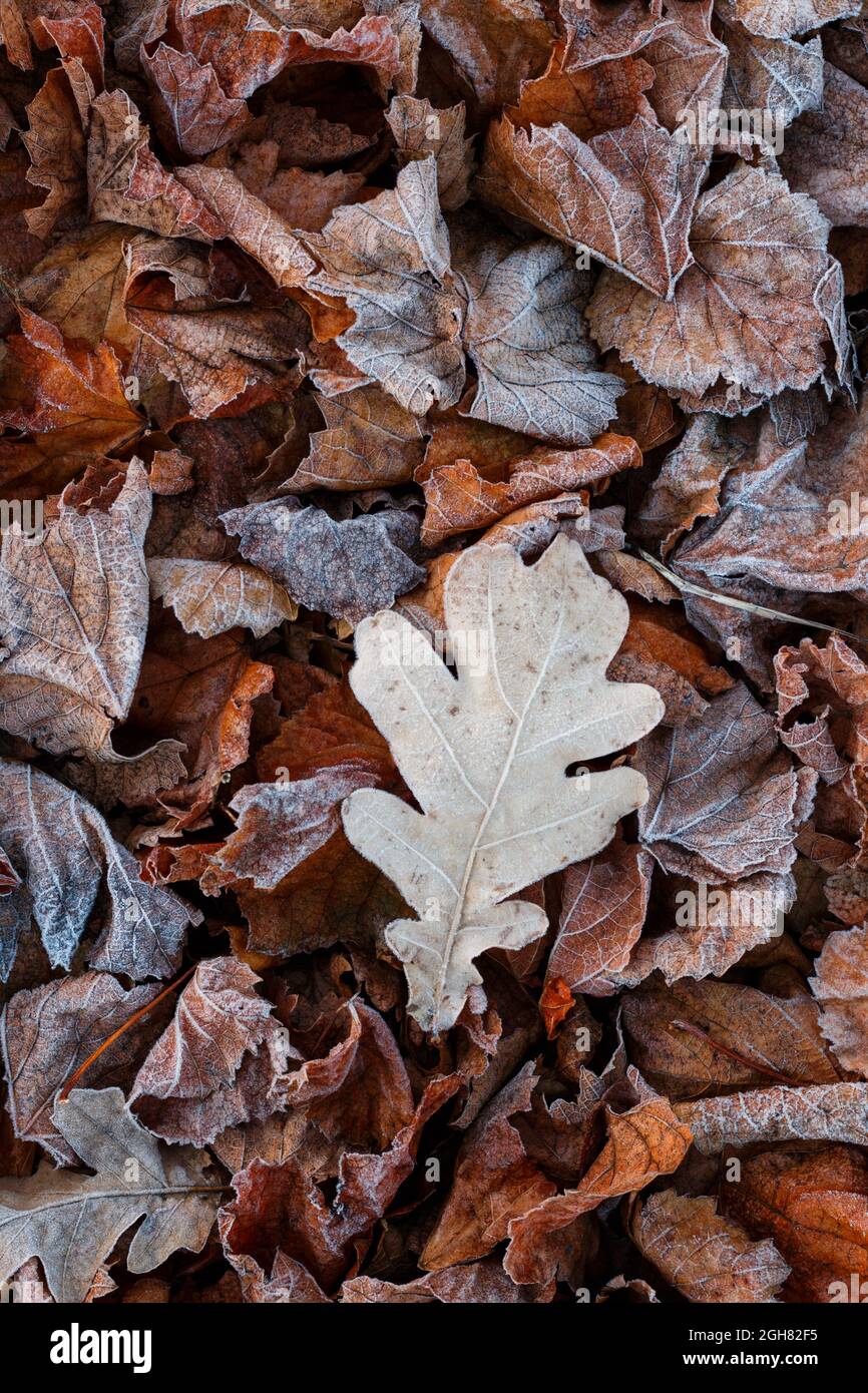 Wrinkled gold leaf hi-res stock photography and images - Alamy