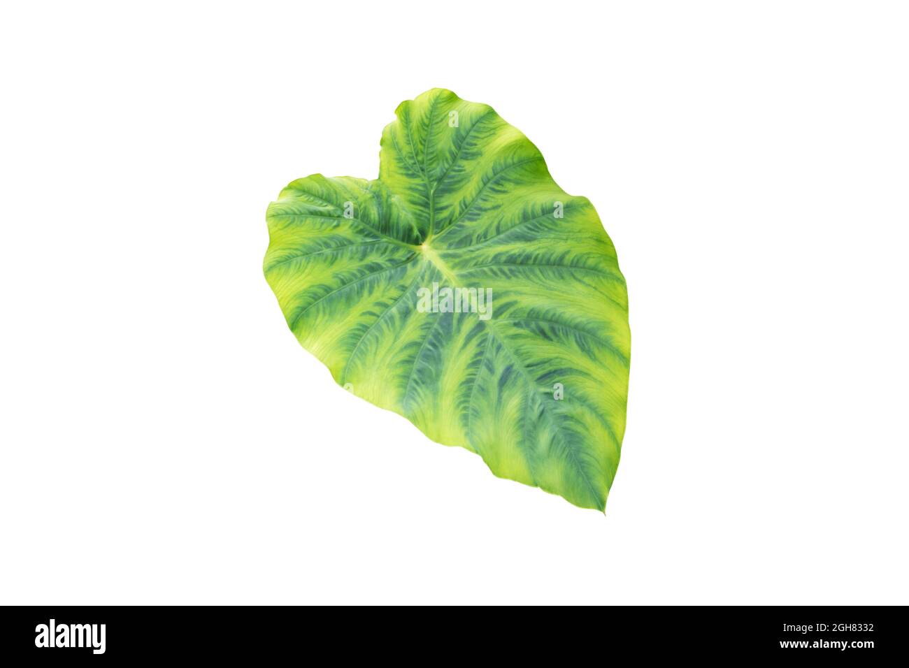 Colocasia esculenta green leaf isolated on white. Taro or kalo tropical ...