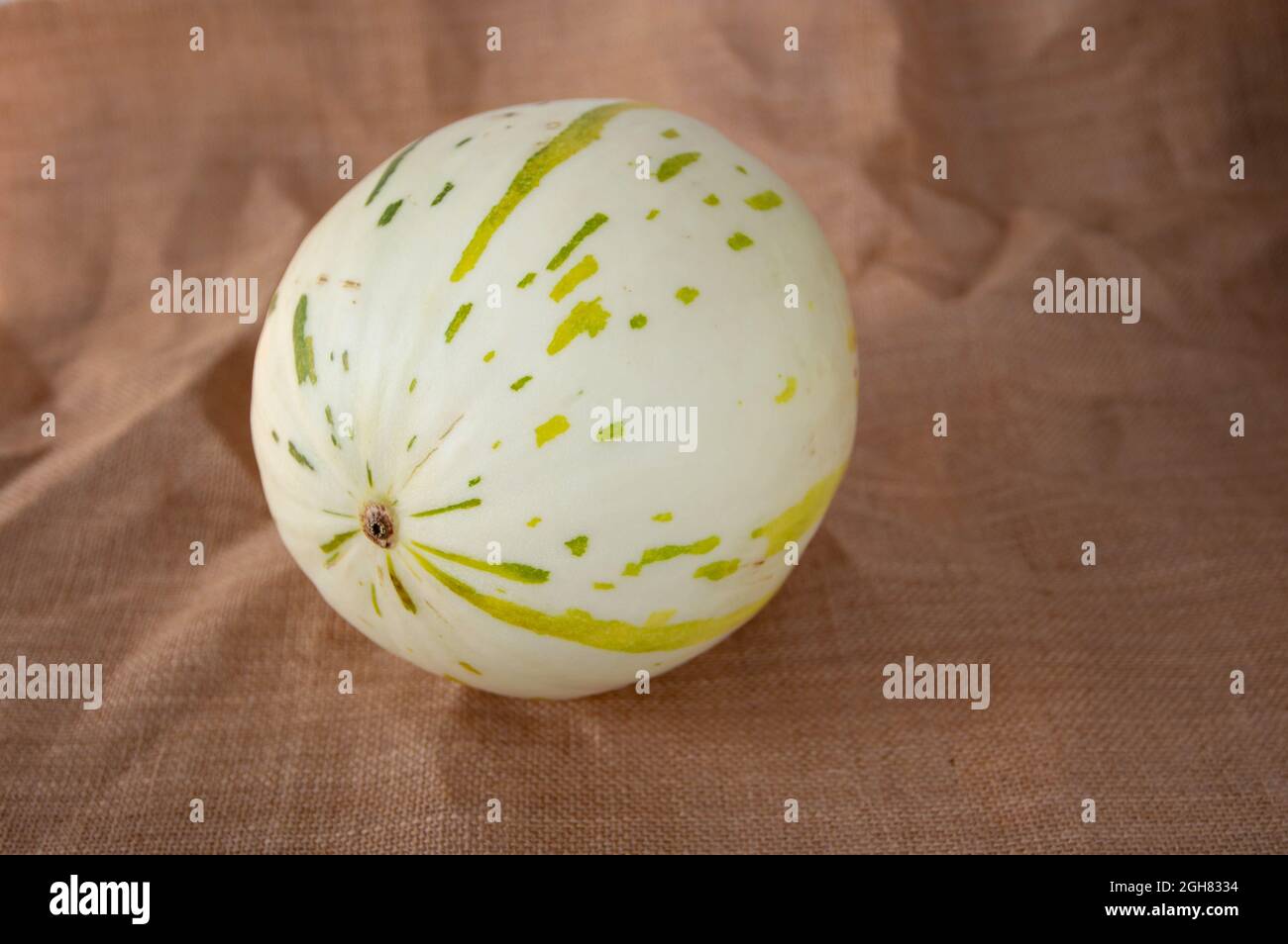 Ivory gaya melon with green and yellow dashed marks on the brown ...