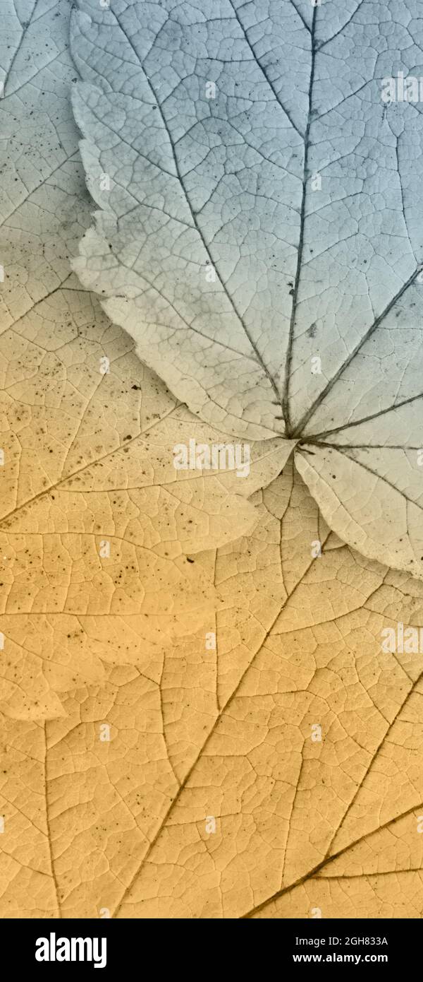 Vertical Nature Backgrounds