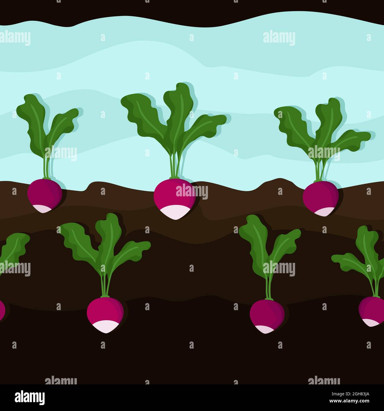 Growing radish - vector background Stock Vector Image & Art - Alamy