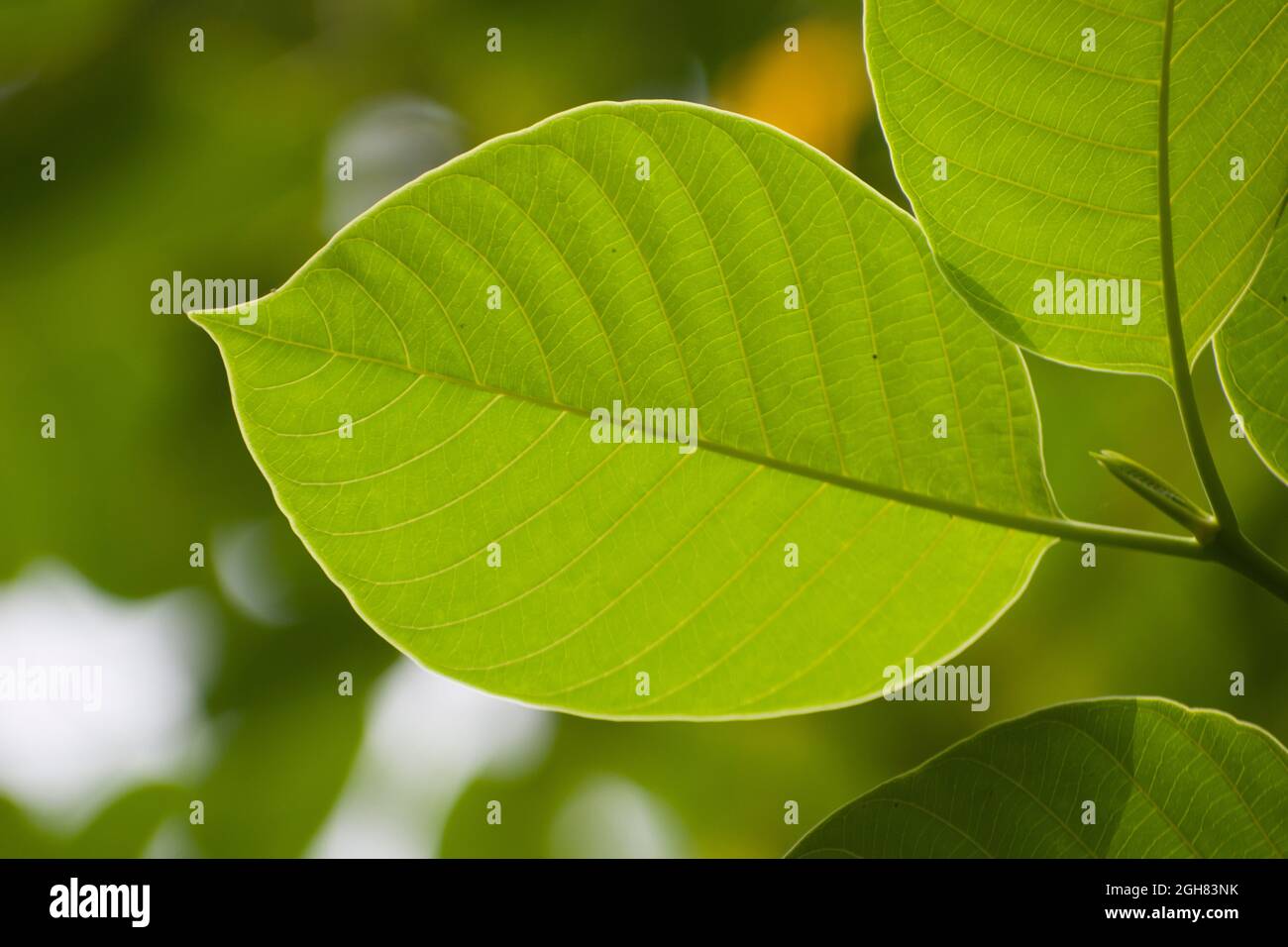 Closeup shot leaf plant hi-res stock photography and images - Alamy