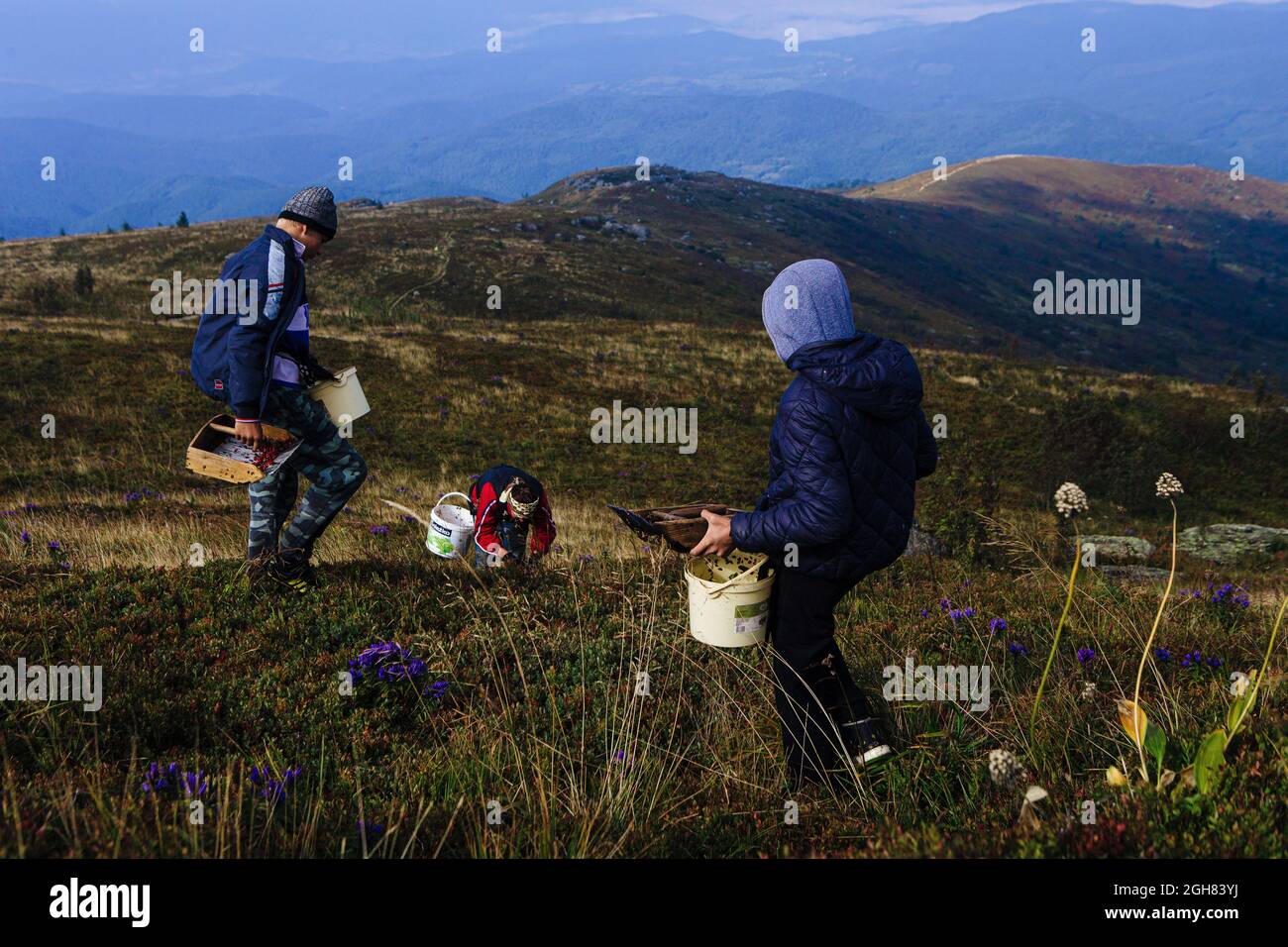 ZAKARPATTIA REGION, UKRAINE - SEPTEMBER 4, 2021 - Pickers collect ...