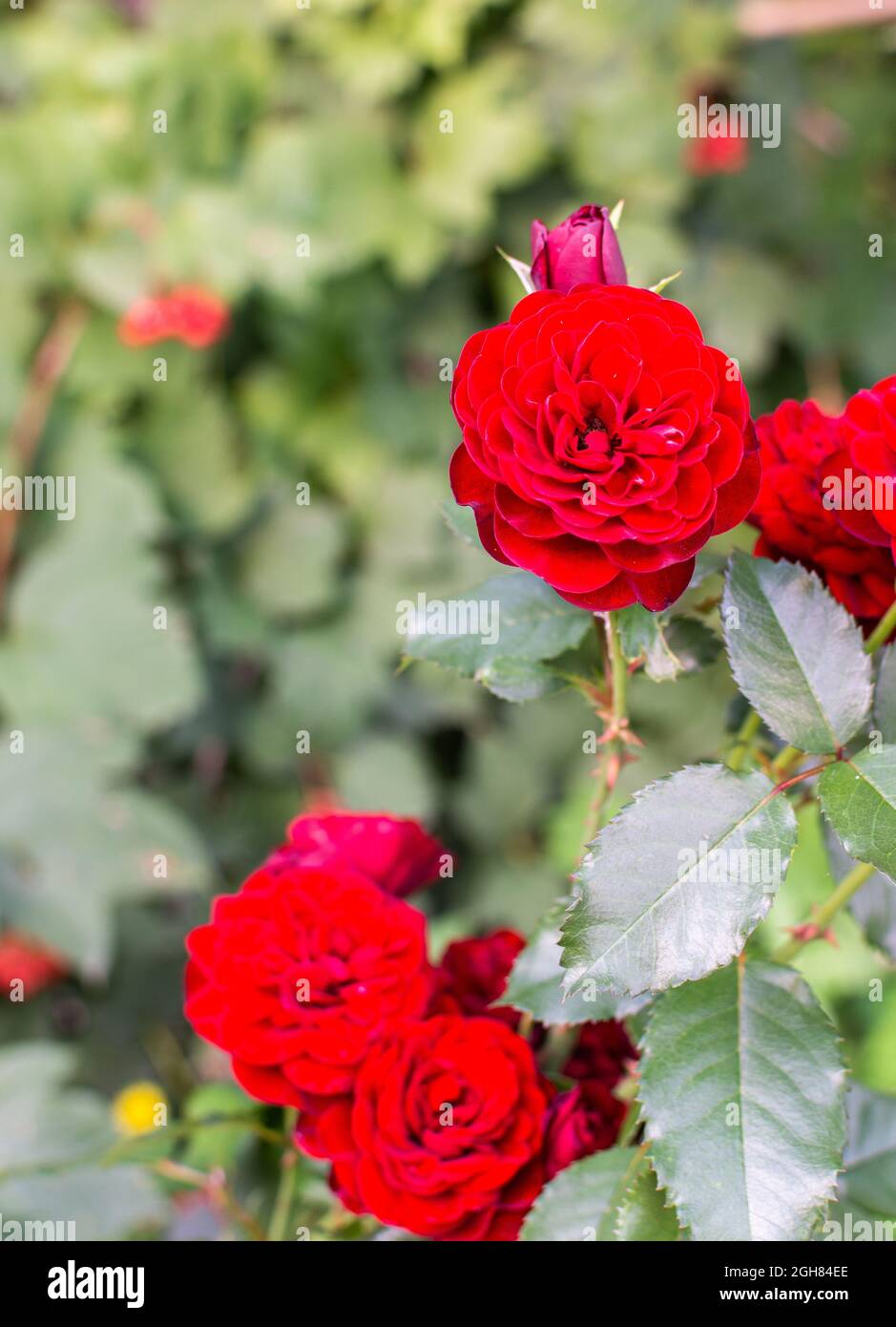 Beautiful bush of red roses in the garden in late summer close up Stock ...