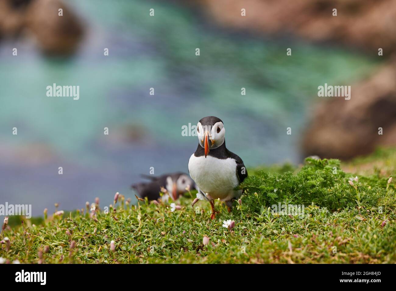 Atlantic Puffins bird or common Puffin in ocean blue background ...