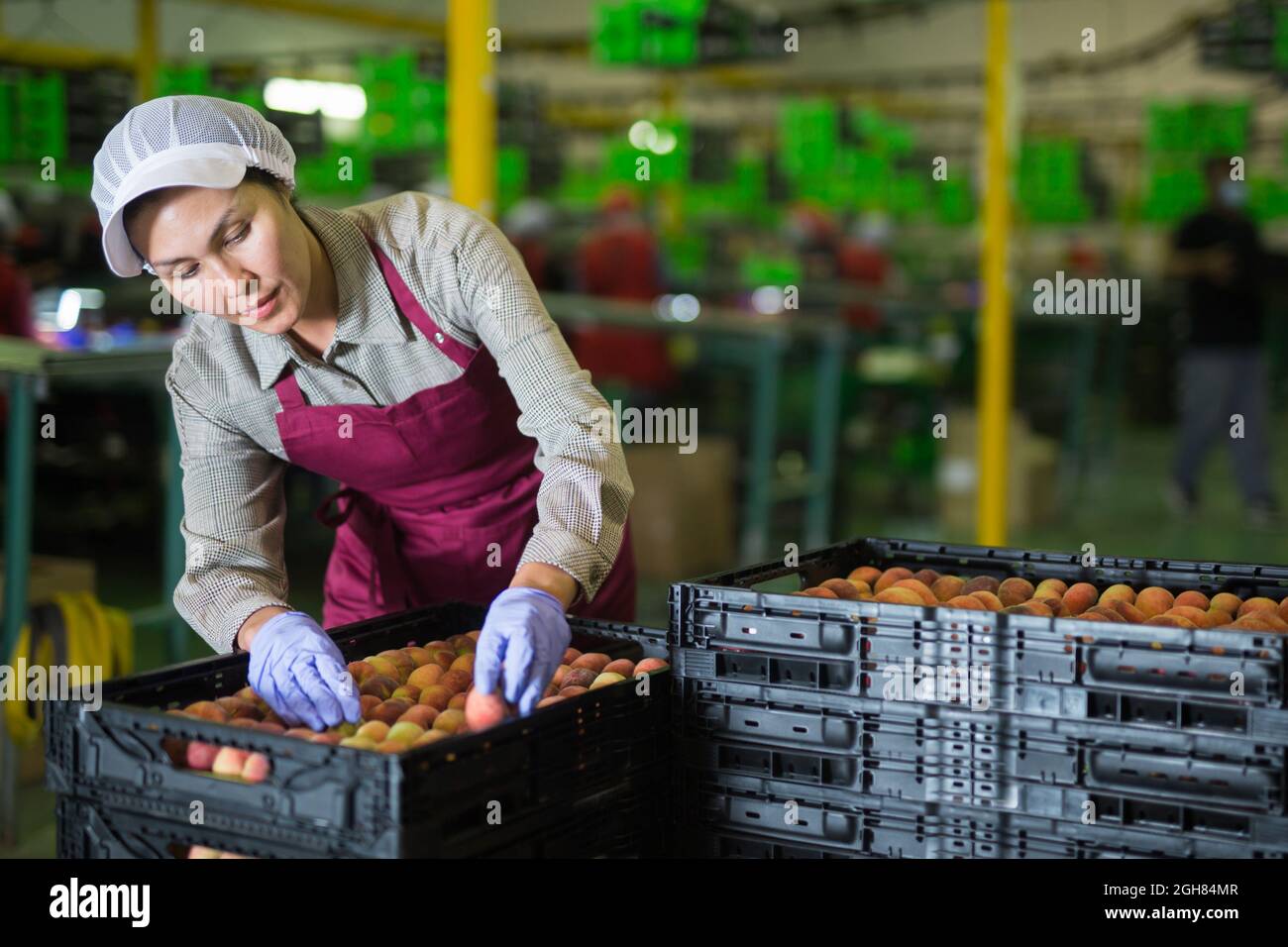 Hired farm worker checks and sorts peaches in a warehouse Stock Photo ...