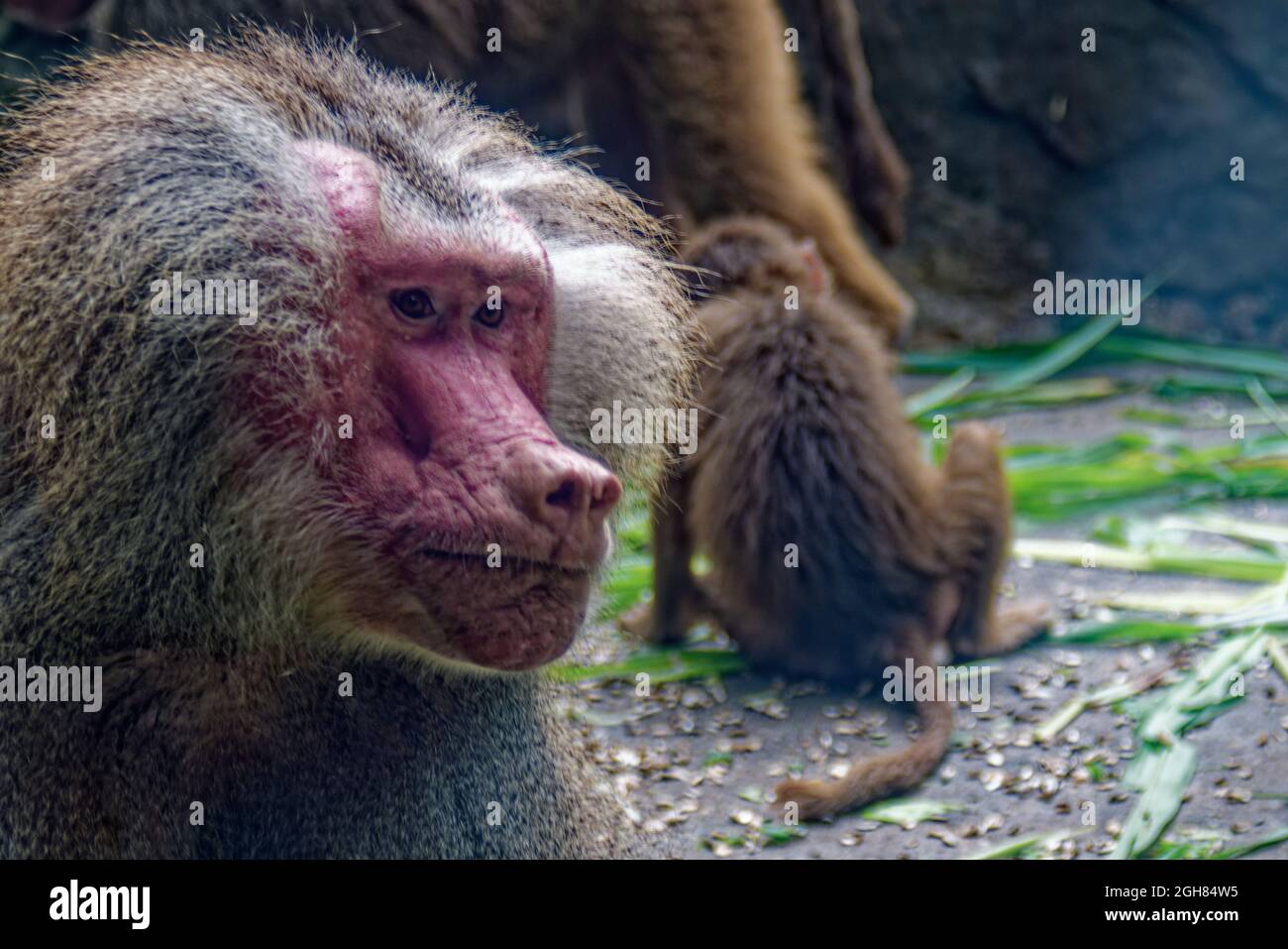 Singapore zoo baboon hi-res stock photography and images - Alamy