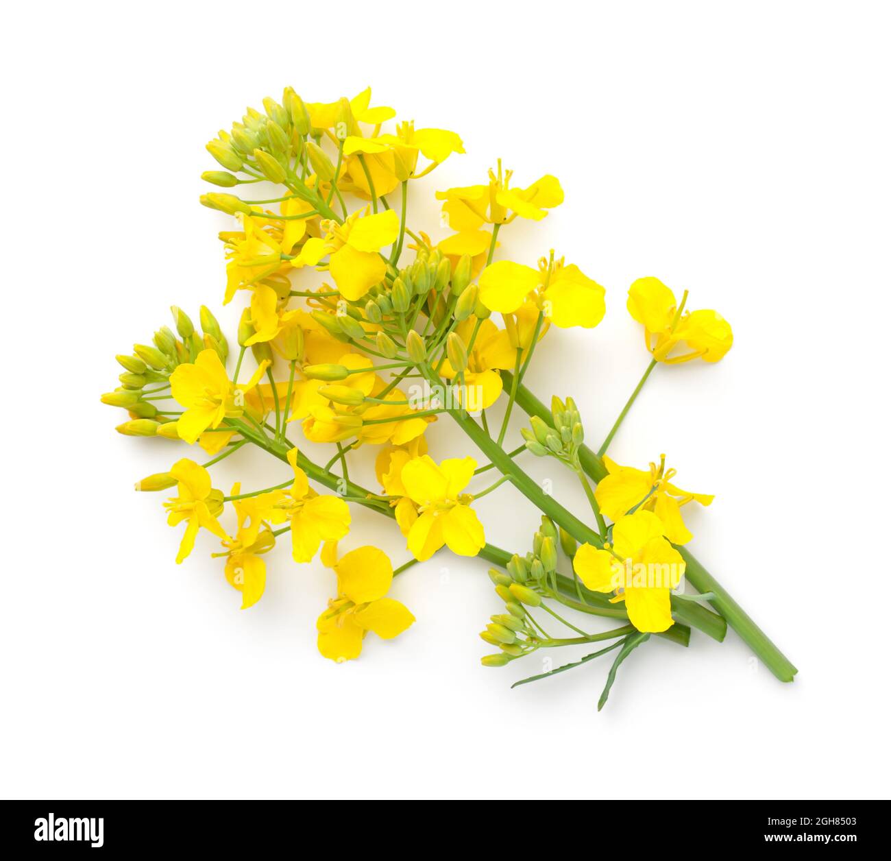 Rapeseed flower isolated on white background. Brassica napus. View from ...