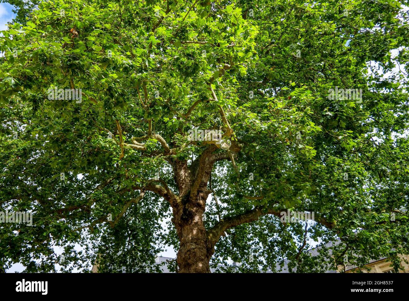 Liberty tree french revolution hi-res stock photography and images - Alamy