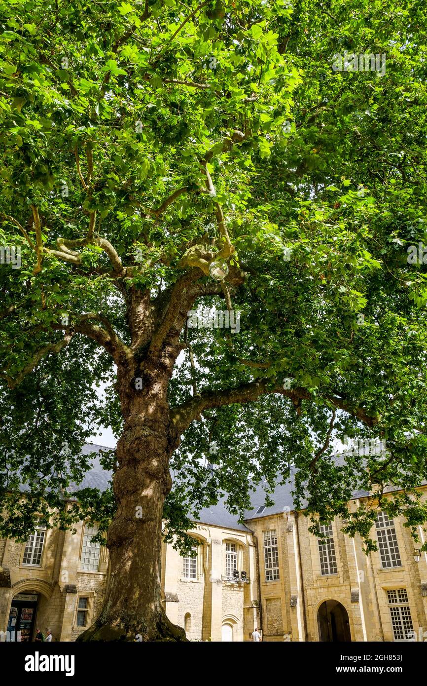 Liberty tree french revolution hi-res stock photography and images - Alamy