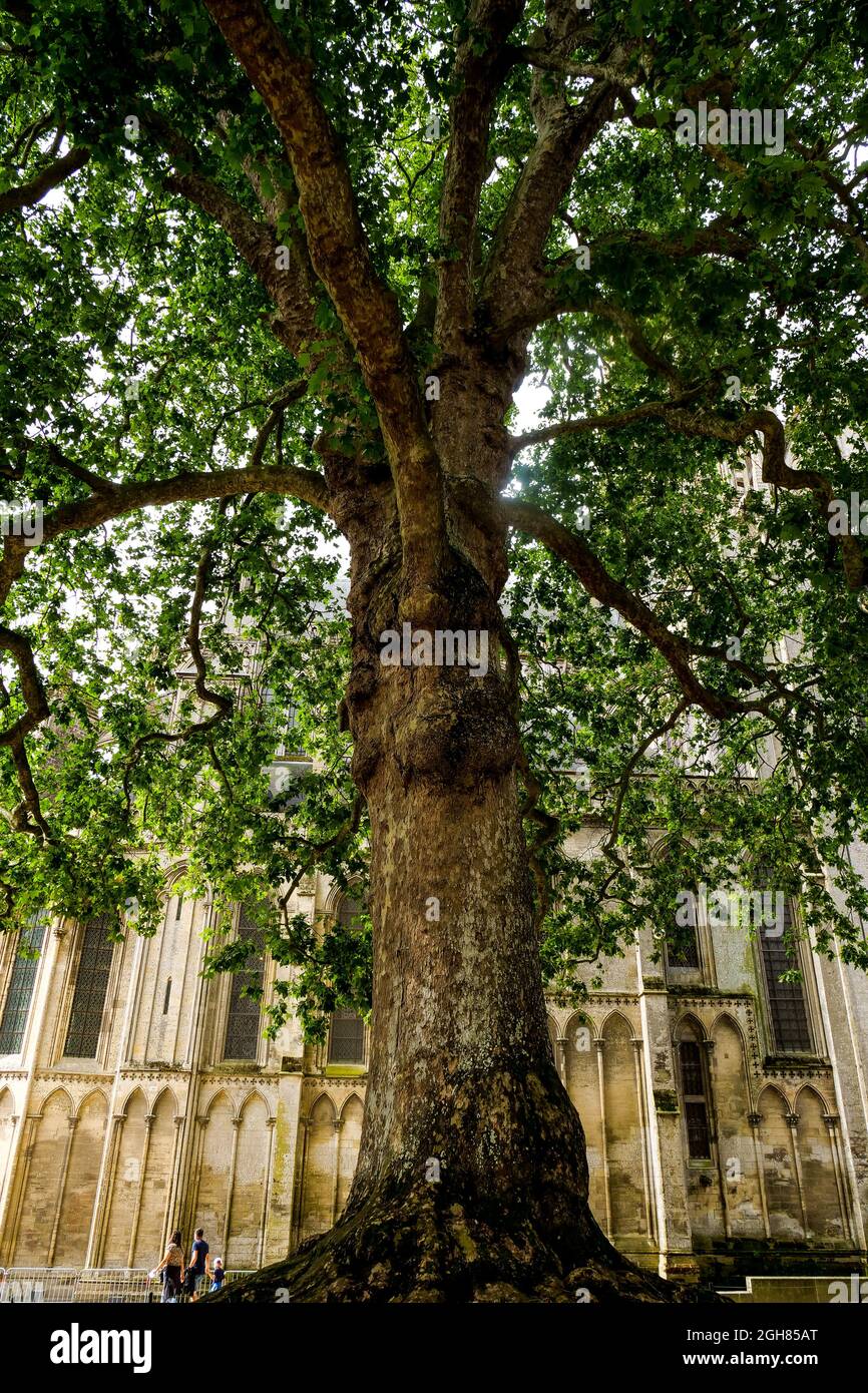 Liberty tree french revolution hi-res stock photography and images - Alamy