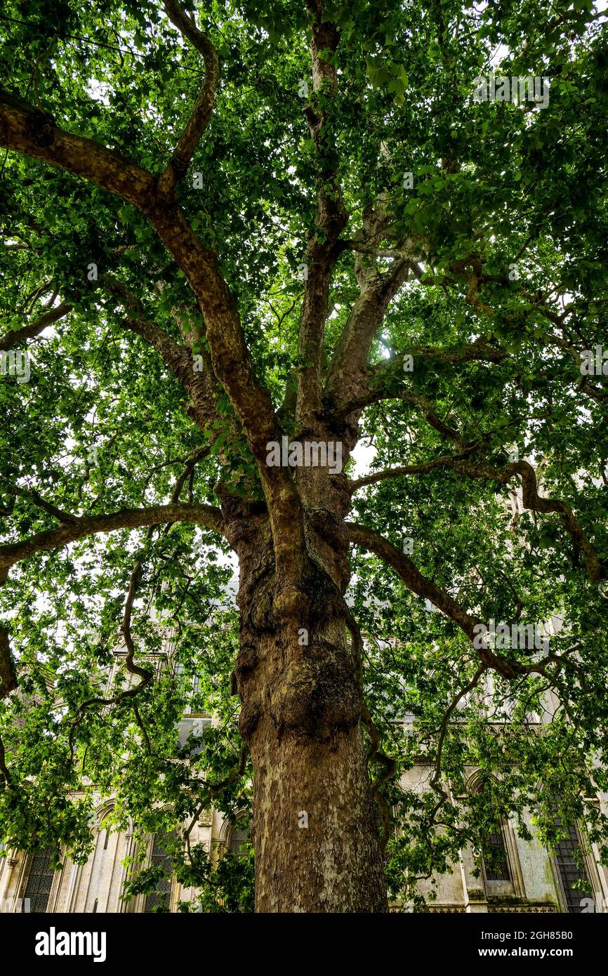 Liberty tree french revolution hi-res stock photography and images - Alamy