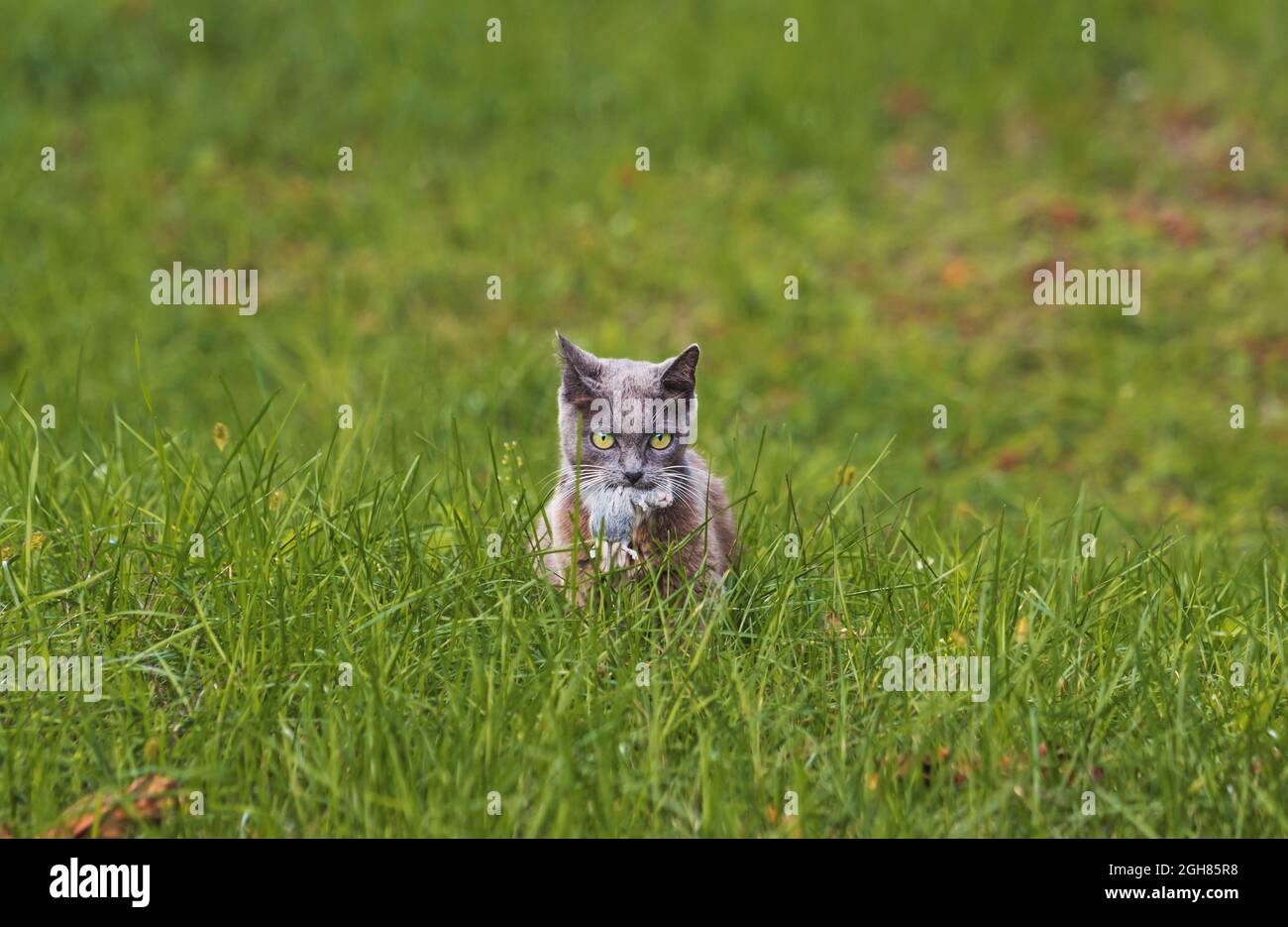 most dangerous predator of the planet is a cat with a mouse in its ...