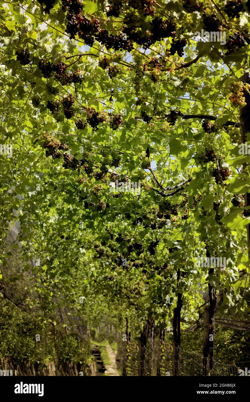 Green trellis grape vines hi-res stock photography and images - Alamy