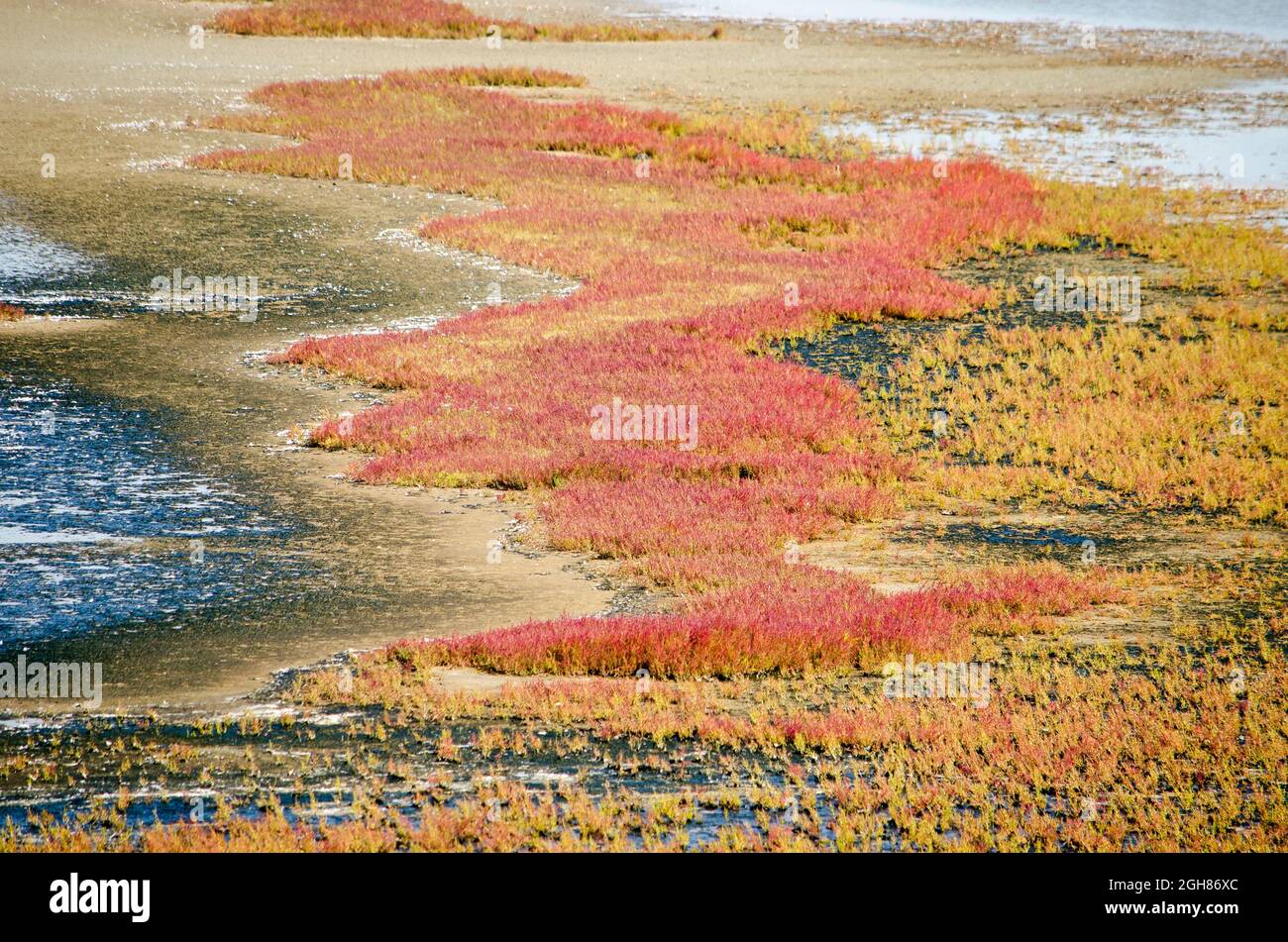 Salty marsh lake vegetation hi-res stock photography and images - Alamy