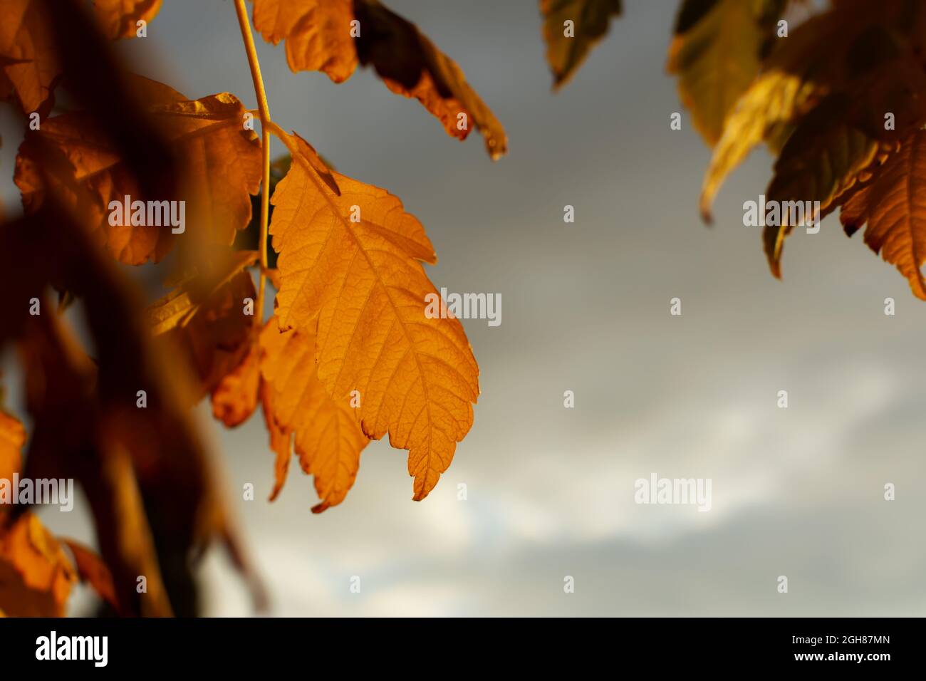 Autumn foliage gray sky. Autumn background with orange leaves copy ...