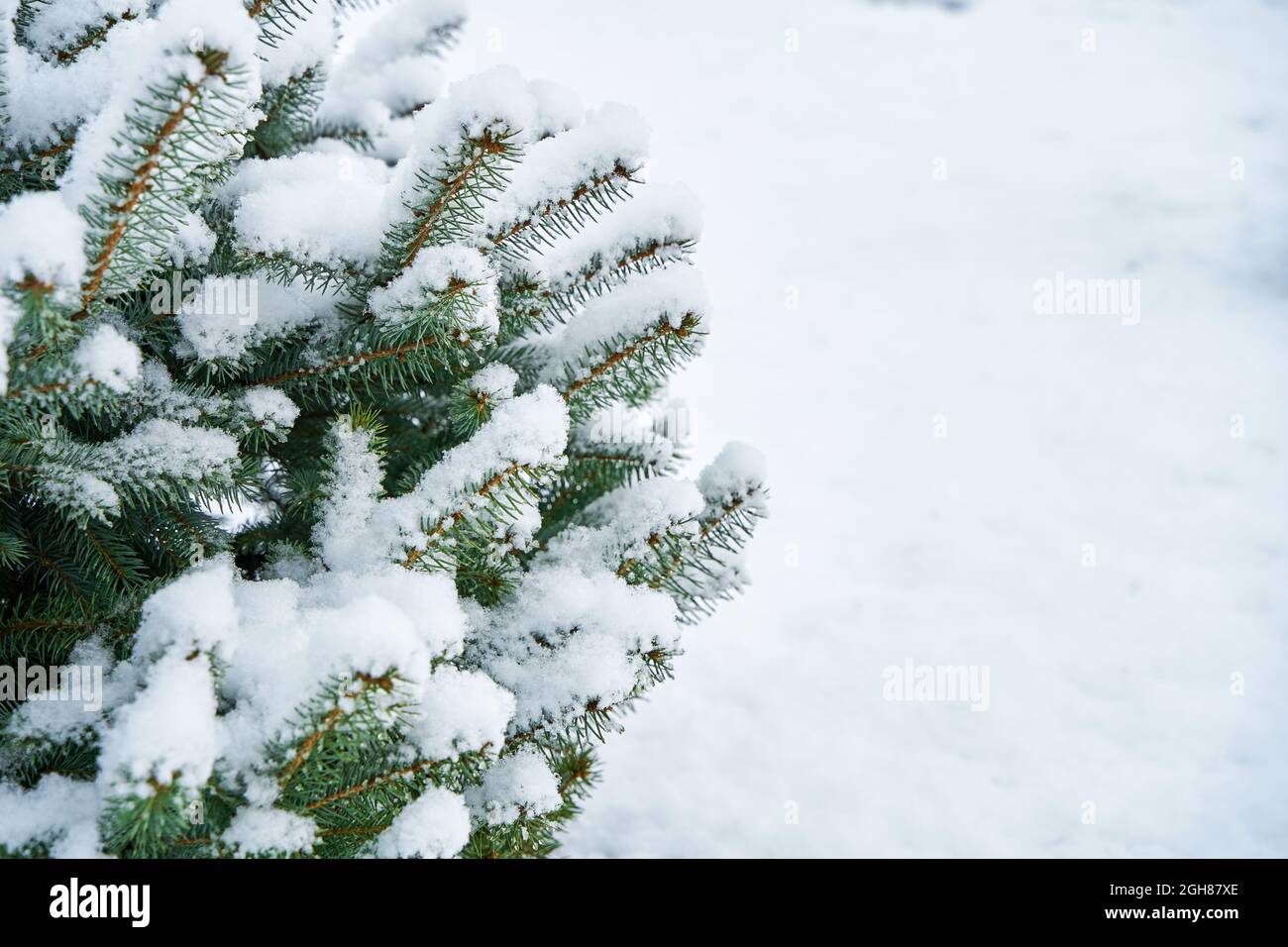 Snow covered green spruce tree in winter city park Stock Photo - Alamy