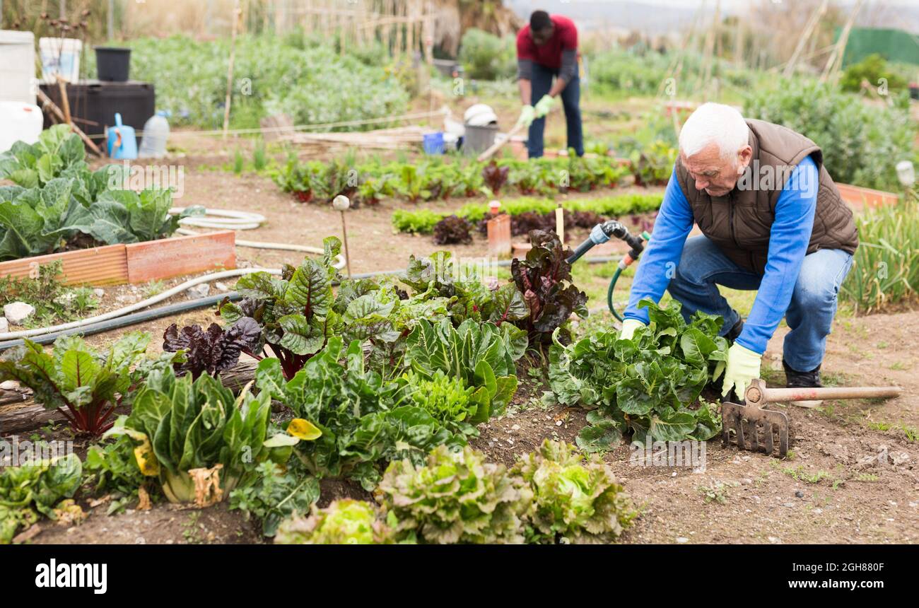 Skillful elderly farmer working in vegetable garden at spring farm ...