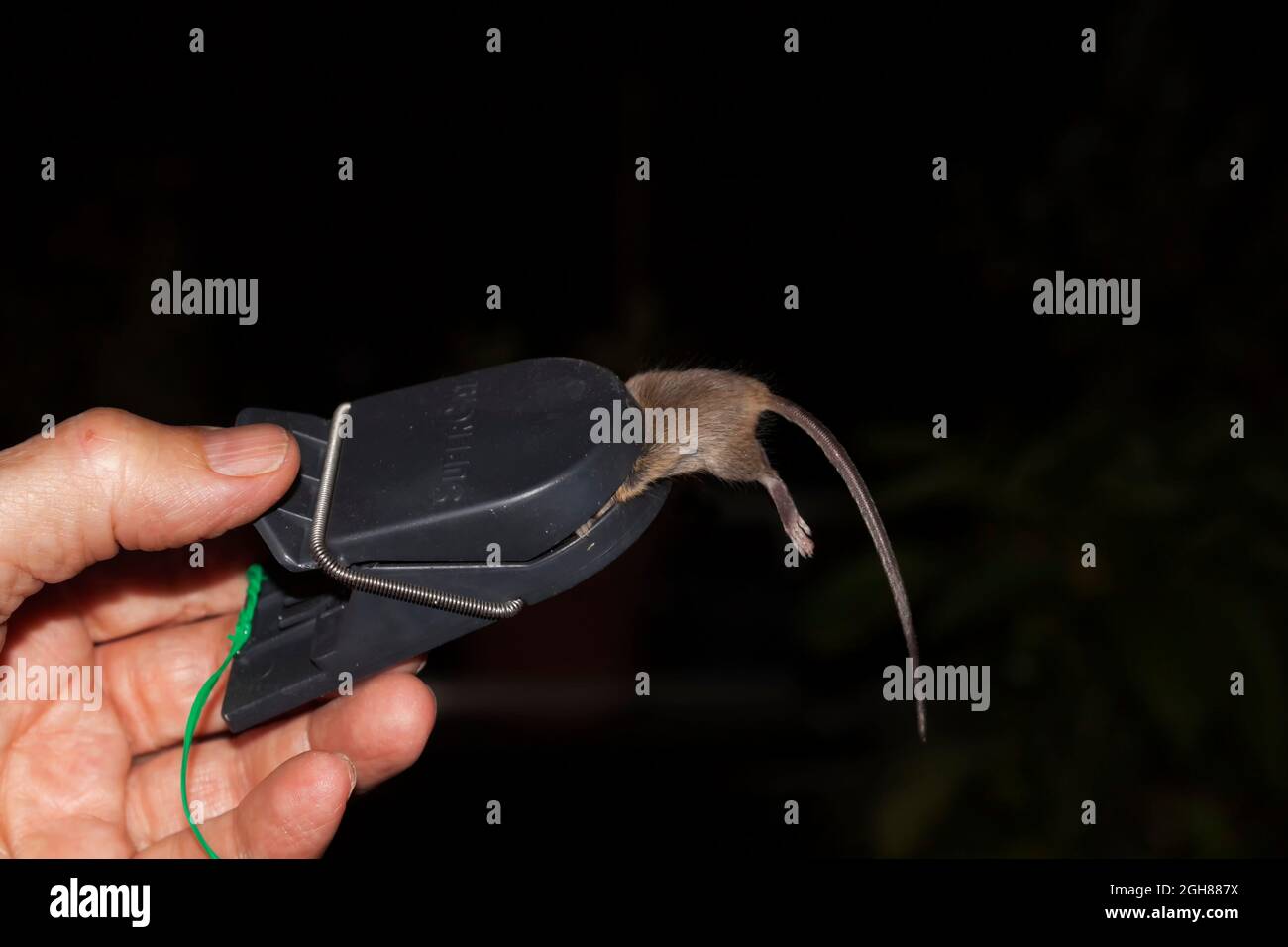 Little plastic mouse hi-res stock photography and images - Alamy