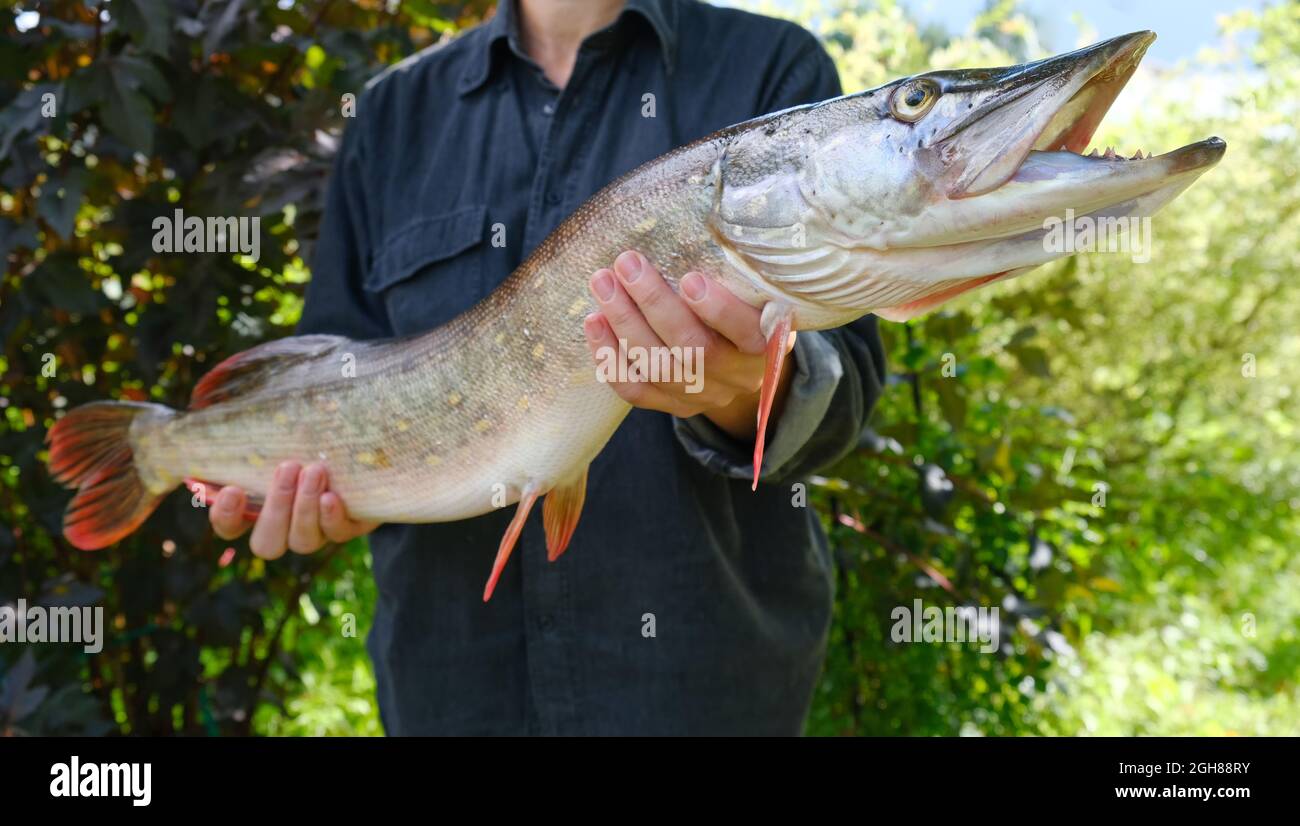 Woman with big beautiful pike in hands. Success pike fishing. Close-up ...