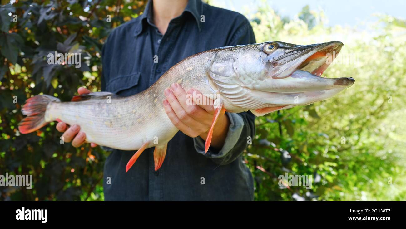Woman with big beautiful pike in hands. Success pike fishing. Close-up ...