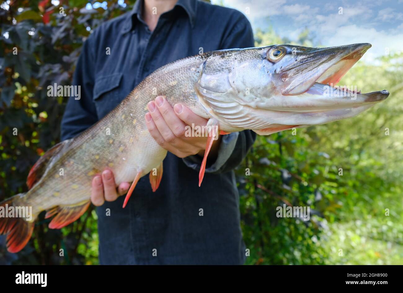 Woman with big beautiful pike in hands. Success pike fishing. Close-up ...