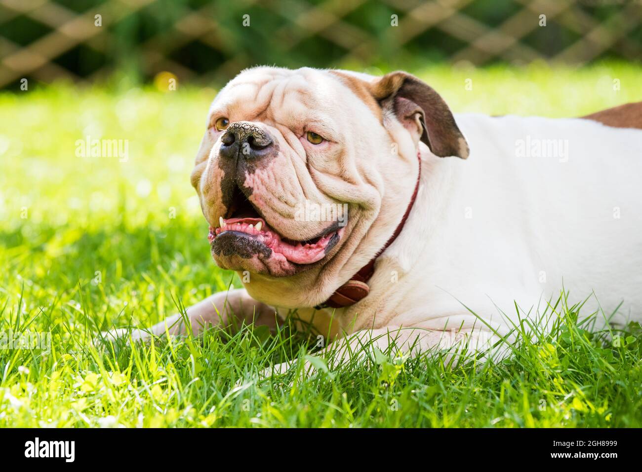 Portrait of strong looking White American Bulldog outdoors Stock Photo ...