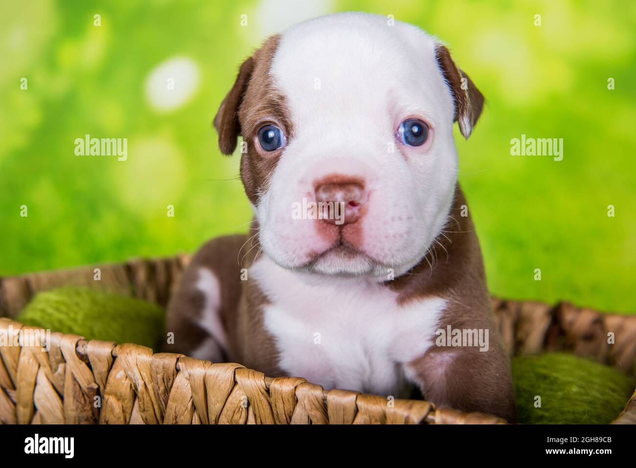 Funny American Bullies puppy on green background Stock Photo - Alamy