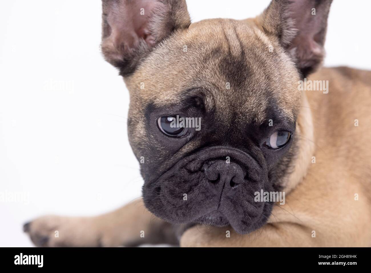 French bulldog isolated cute hi-res stock photography and images - Alamy