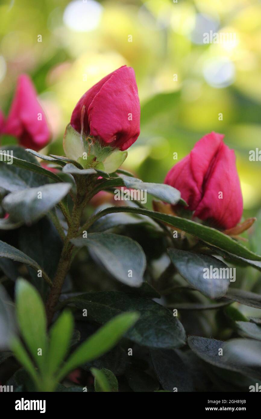Bright red rose buds growing in the sunny garden Stock Photo - Alamy