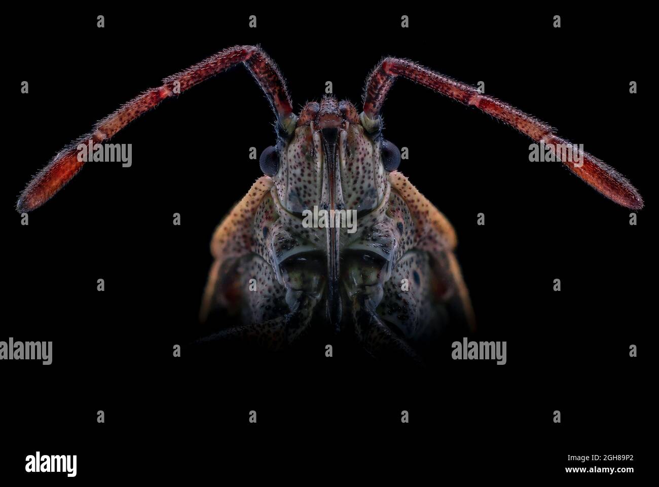 Face bug hi-res stock photography and images - Alamy