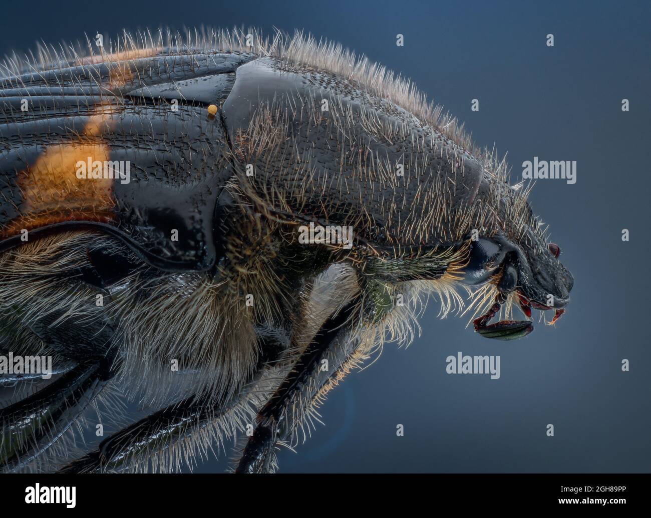 Euphoria basalis hi-res stock photography and images - Alamy